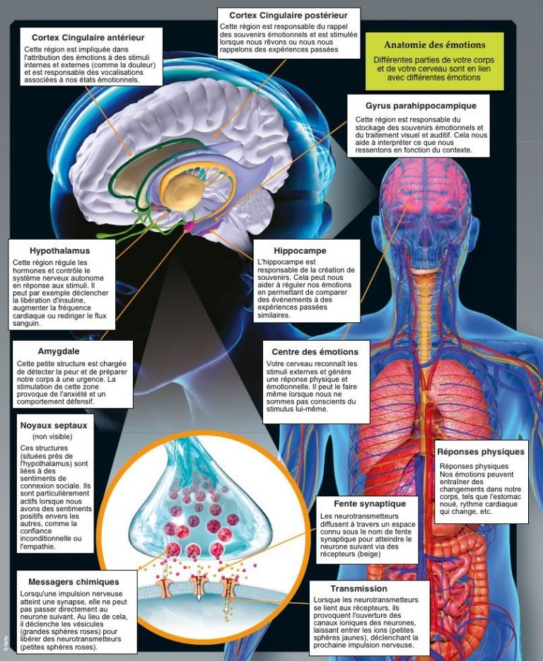 La physiologie des émotions | Cerebrostim